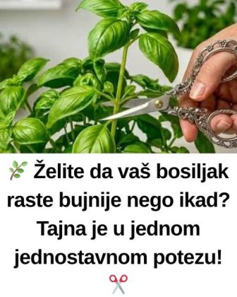 Želite da vaš bosiljak raste bujnije nego ikad? Tajna je u jednom ...