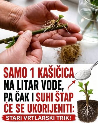 SAMO 1 kašičica na litar vode, pa čak i suhi štap će se ukorijeniti ...